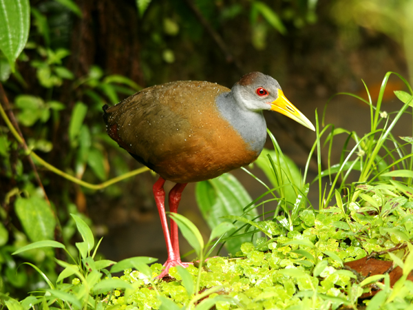 Bellas Aves de El Salvador: Aramides axillaris (tamborcito, rascón ...