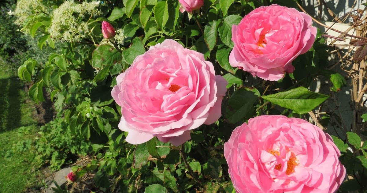 Lillians hage: Rosene i hagen - Austin-rosene slår de fleste med vakker ...