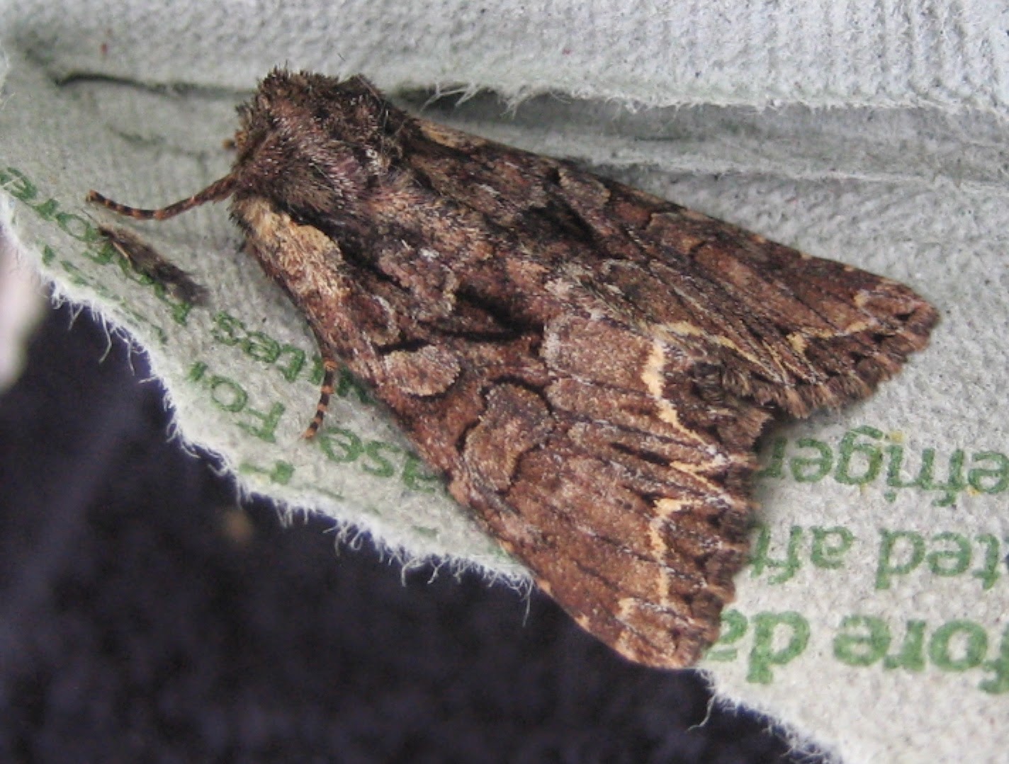 Martin's Moths: Moth jam