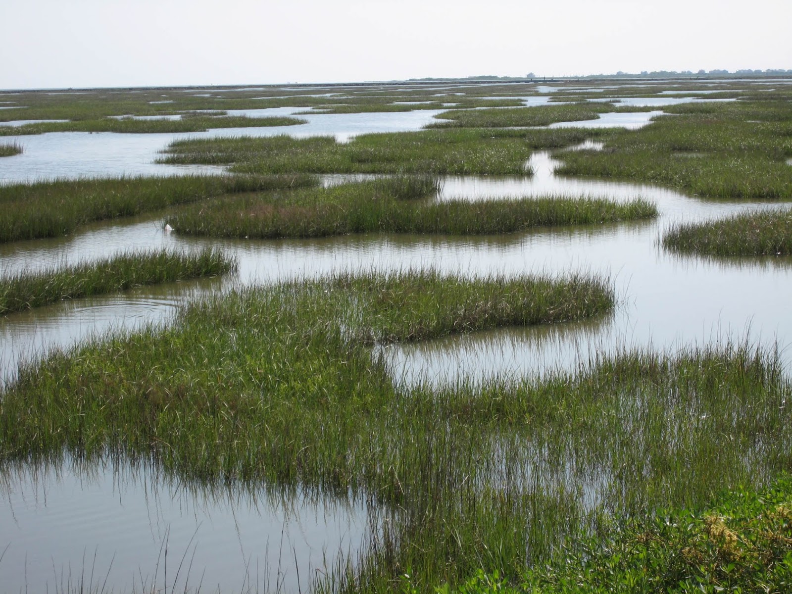 Marsh Dispatch: Research Assistant position in the Coastal and Wetlands ...