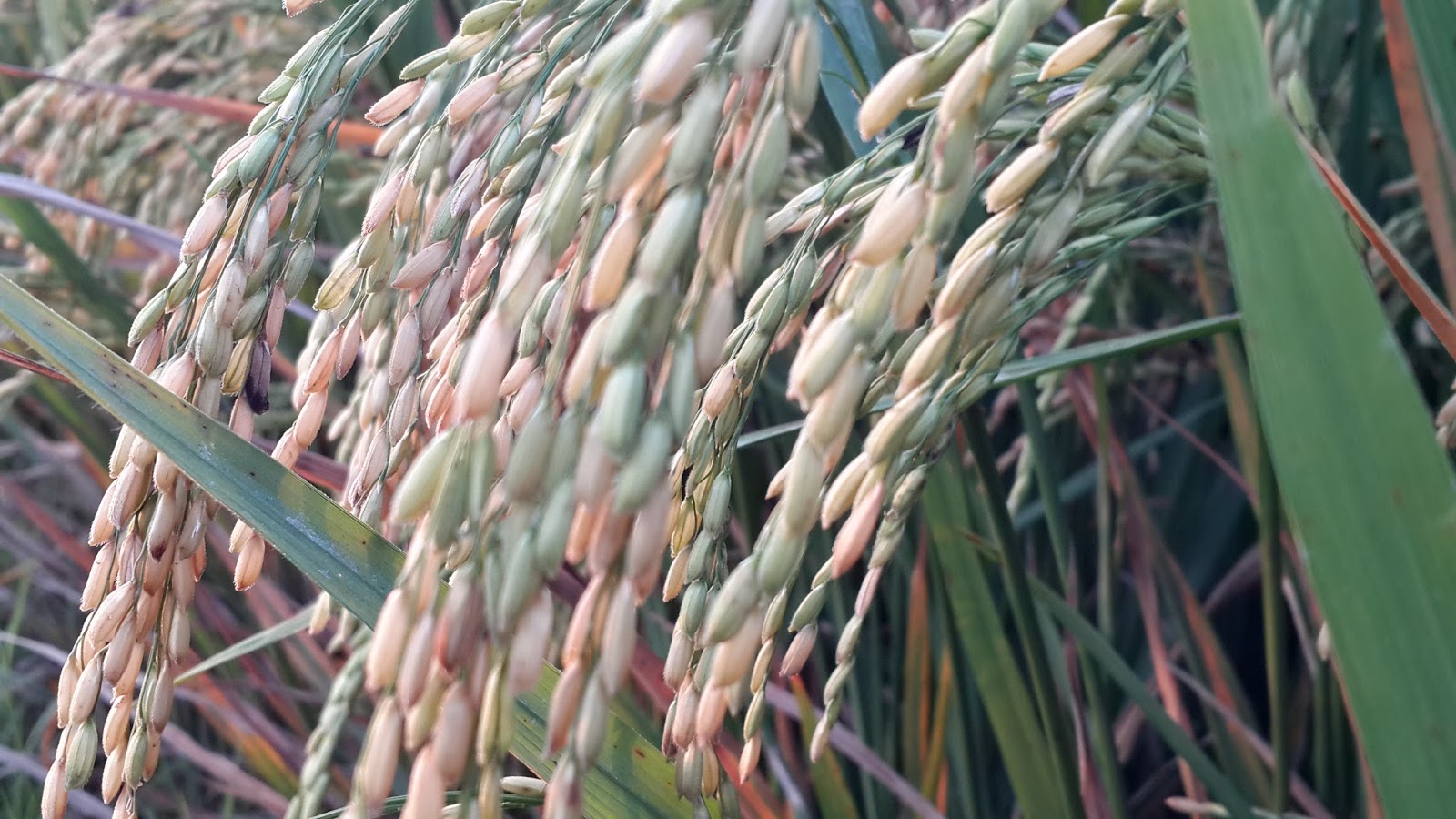 1080 photo pixel : rice plant hd wallpaper 1080p