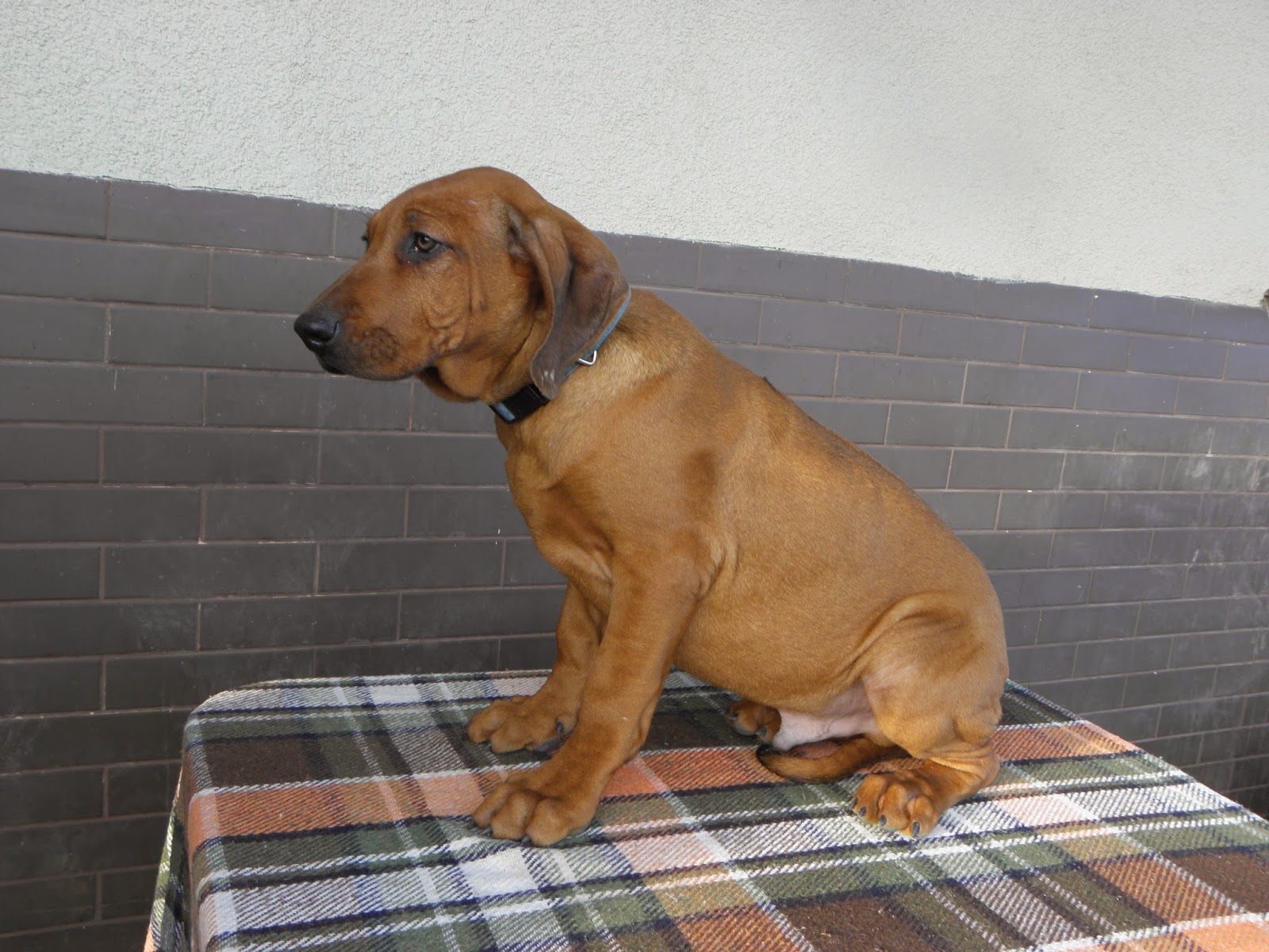 Thai Ridgeback Dog: Szczenięta rhodesian ridgeback