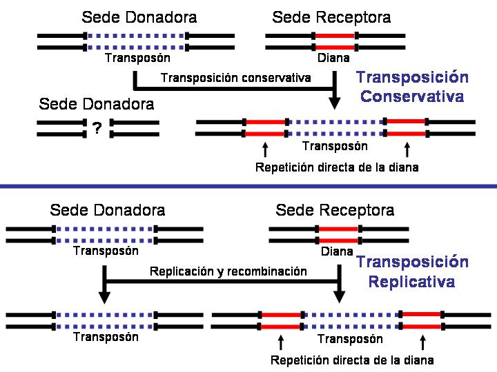 elidene perez: tarea transposones