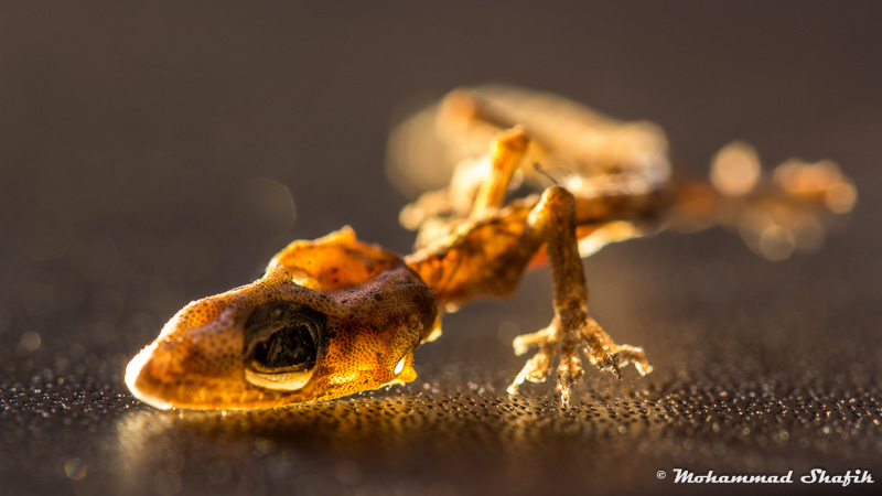 Better Family Photos: The Dead Gecko