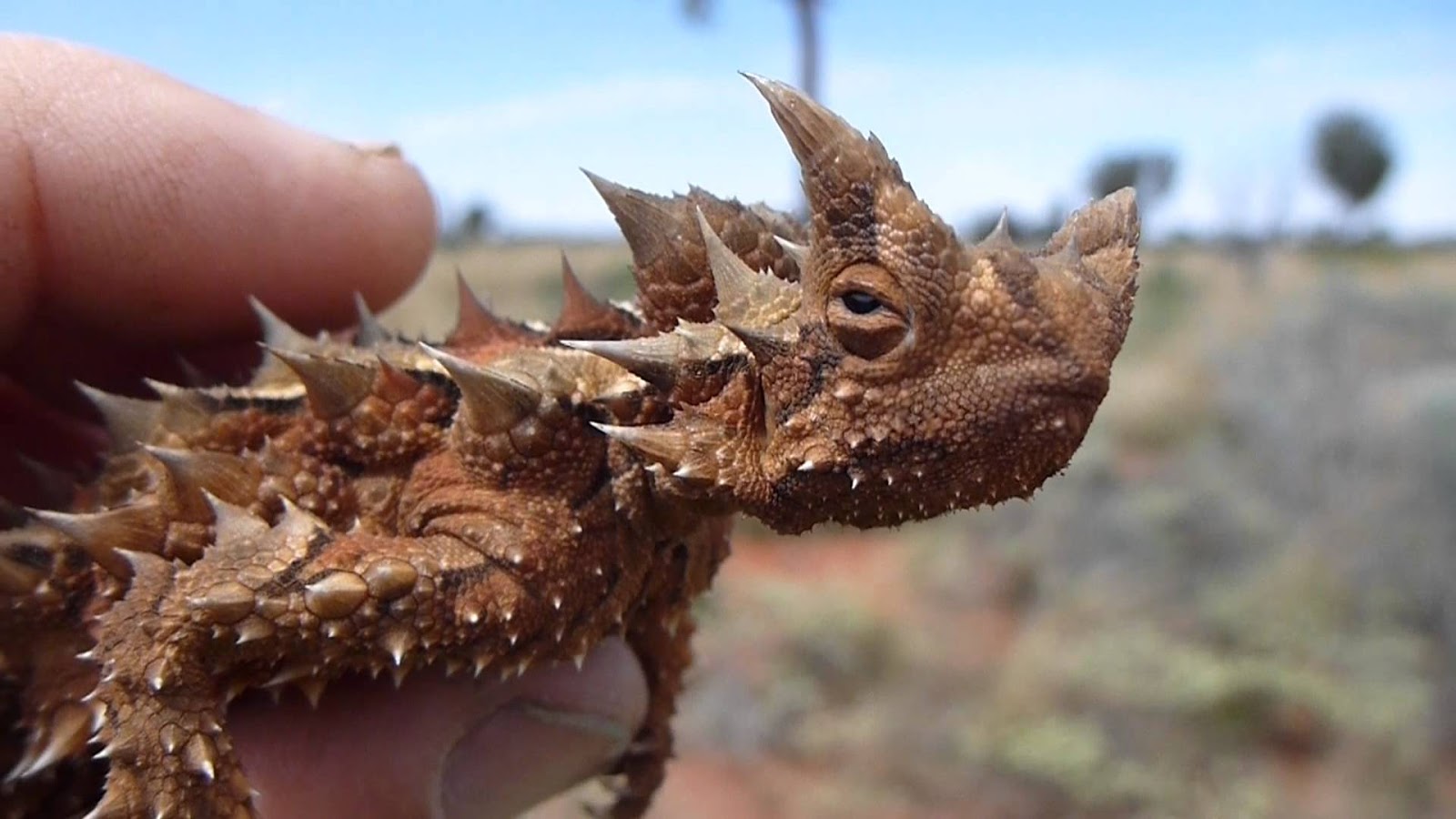 THORNY DRAGON photos - wallpapers (ανανεωμένο) | the fun bank