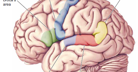 Gyri Anguli - Brain Premise: Salam Kenal