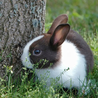 Dutch Rabbit | The Life of Animals