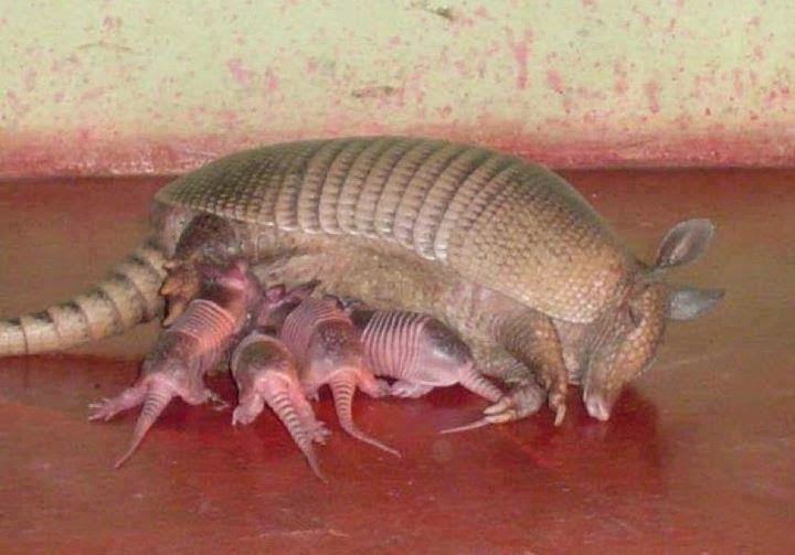 El piche es un tipo de mamífero de la familia de los armadillos ...