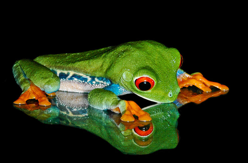 Free Image Bank: Fotografías de ranas venenosas by Michael Kern