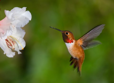 "Bird Poop" of north Texas: Hummingbirds are on their way to north Texas