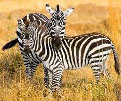 TUDO SOBRE ANIMAIS: A ZEBRA