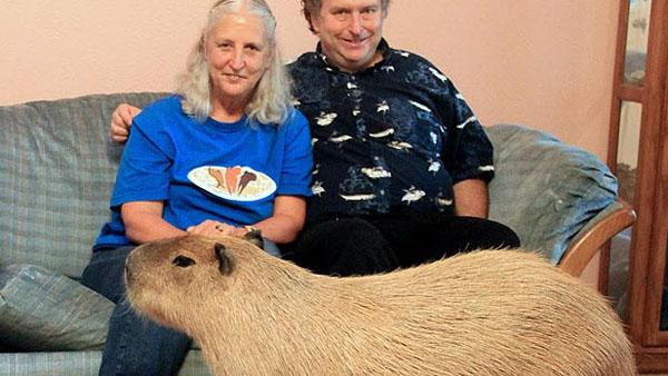 Una Familia vive con un ratón gigante en Texas - Noticias ...