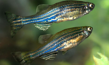 Merv Sheppard's Transplant Network: Zebrafish have capacity to ...