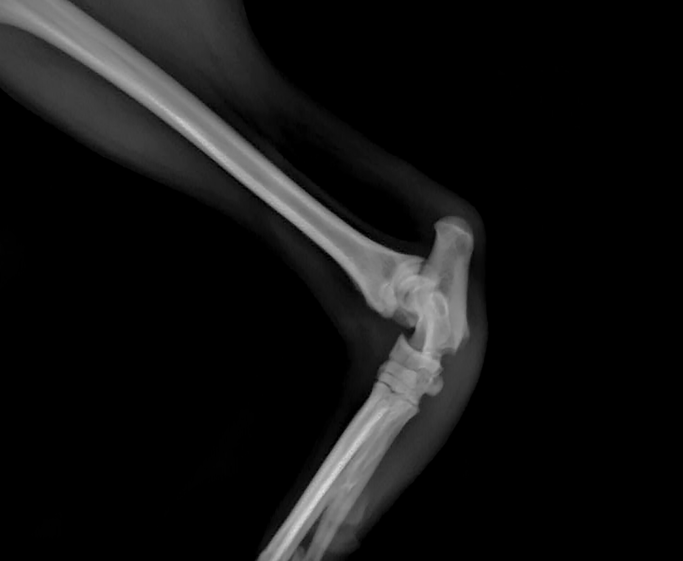 ARTROVET: Subluxción intertarsiana proximal