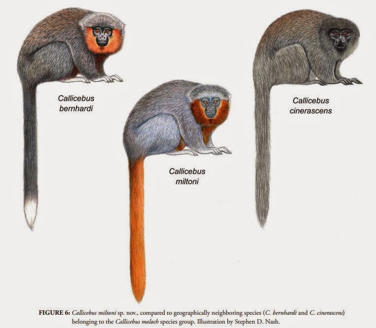 Species New to Science: [Mammalogy • 2014] Callicebus miltoni • A New ...
