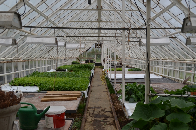 Island mit Remigi: Juni 2017