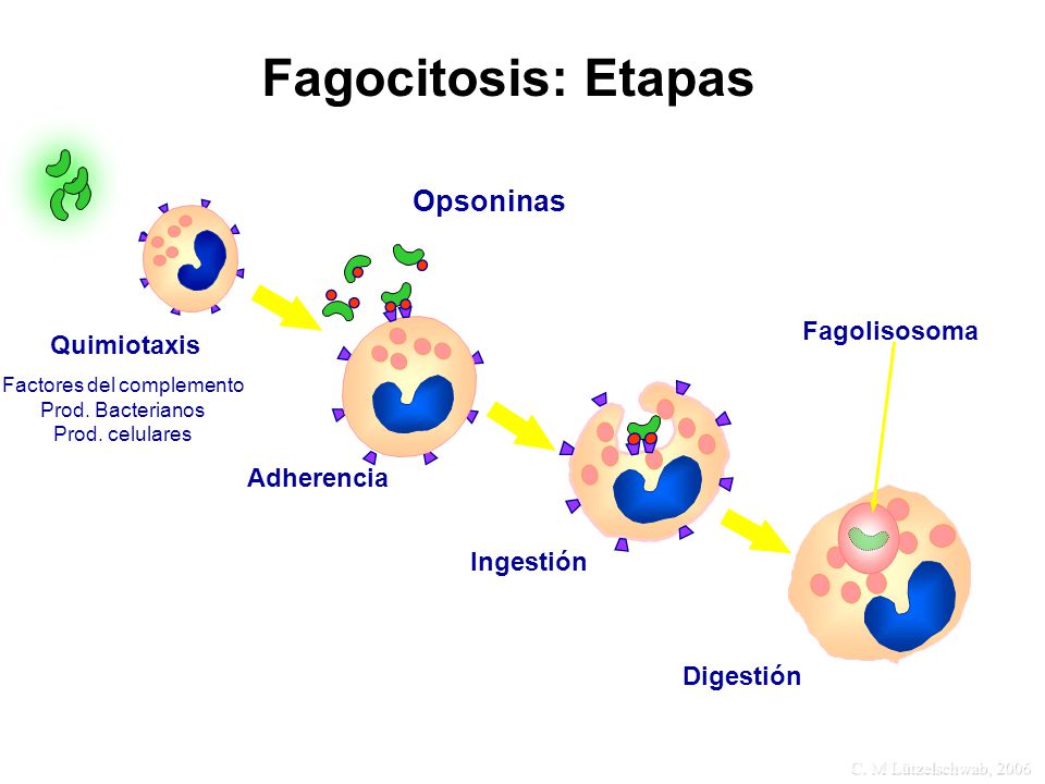 plataforma inmunologia: FAGOCITOSIS