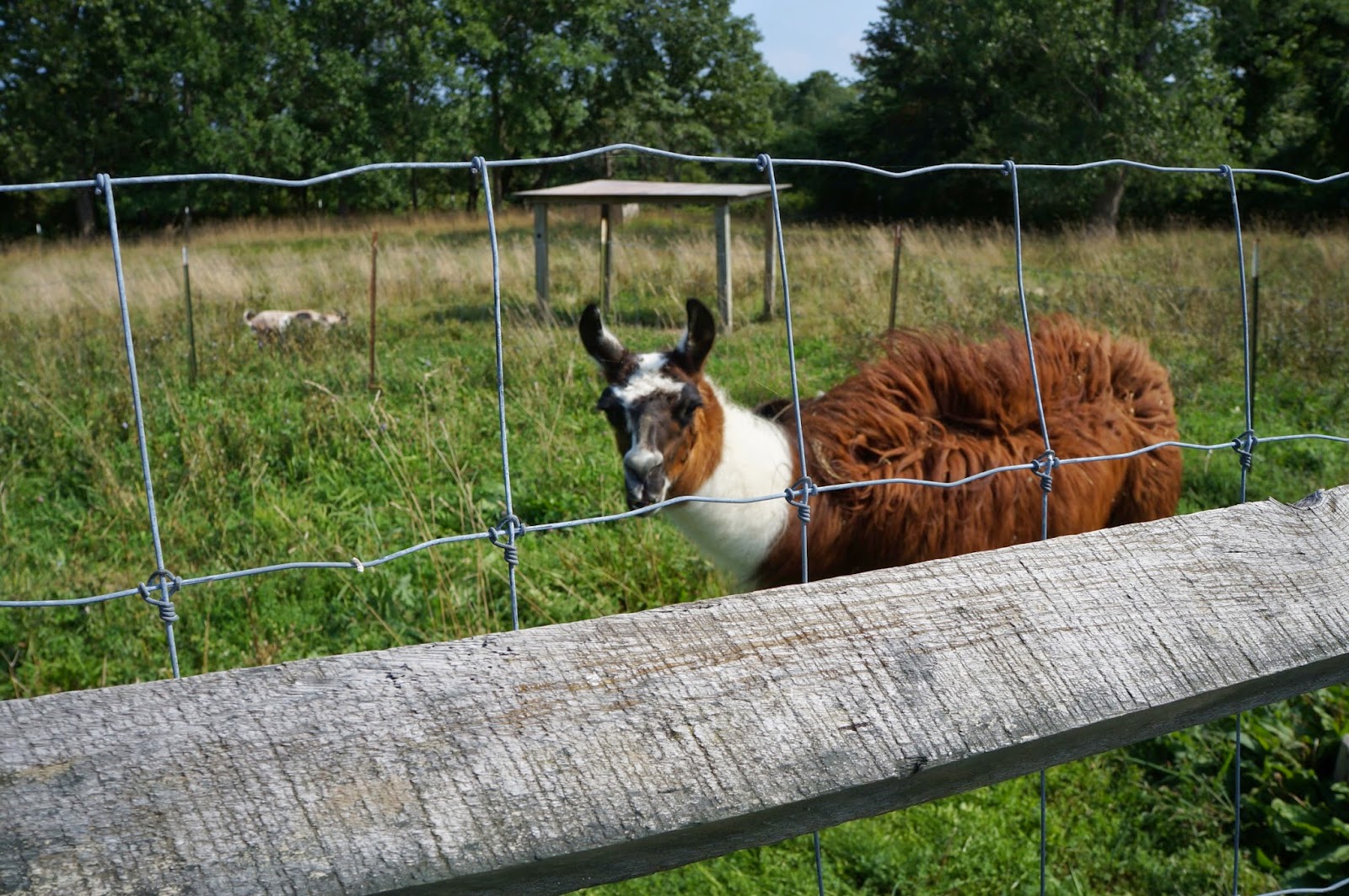 Evan and Lauren's Cool Blog: 9/3/14: Visiting Plimoth Plantation ...