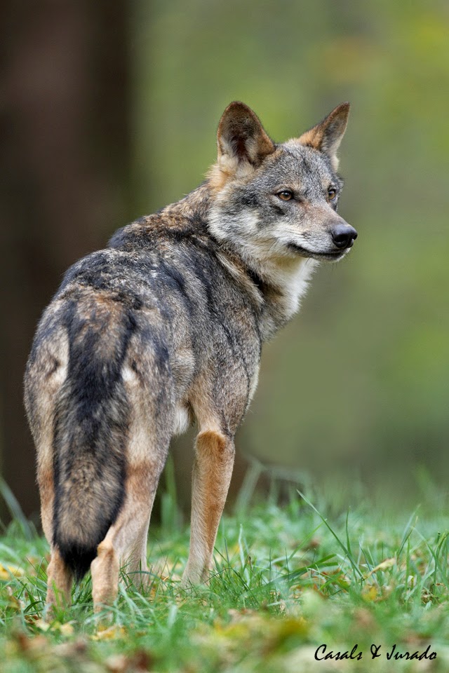 CRÒNIQUES NATURALISTES: de novembre 2014