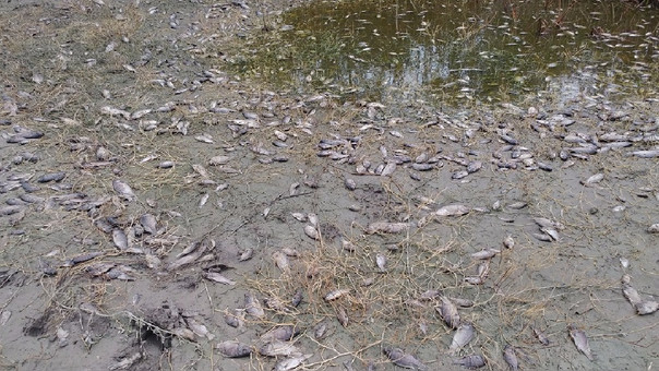 The Big Wobble : Thousands of dead fish found in a reservoir in ...