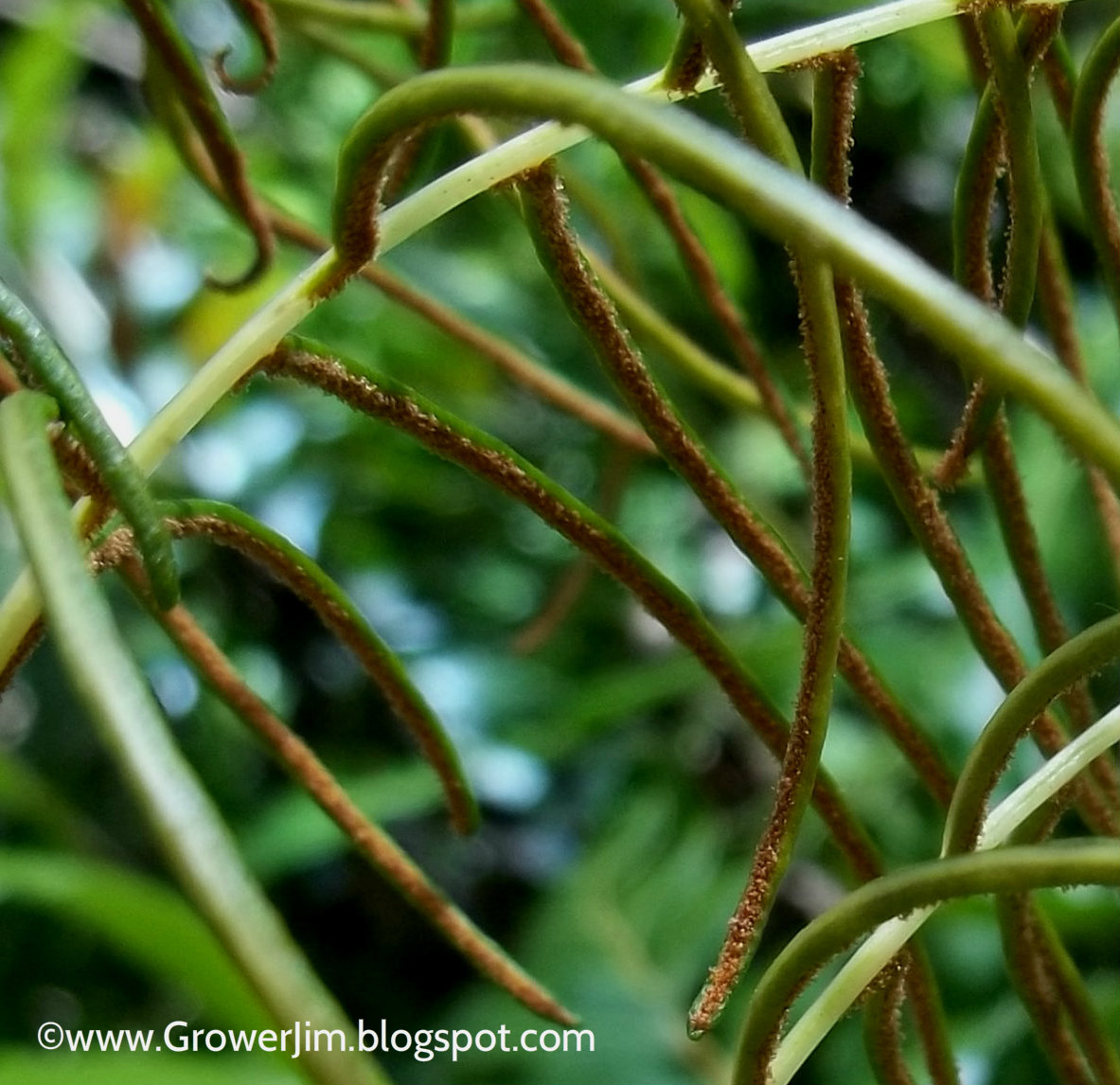 Garden Adventures: Giant Vine Fern (Stenochlaena tenuifolia)