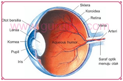 Pengertian Mata dan Bagian-Bagian Mata beserta Fungsinya | GuruIPA