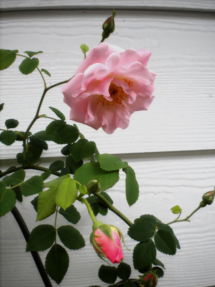 Sherri's Jubilee: My first rose bloom of the Season!
