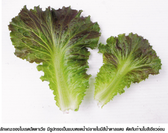 ZEN HYDROPONICS: สลัด เรดปัตตาเวีย (Red Batavia Lettuce)