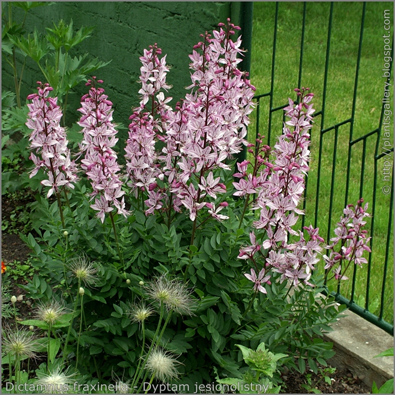 Plant Gallery - Encyklopedia Roślin: Dictamnus fraxinella - Dyptam ...