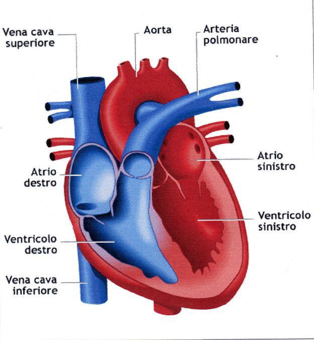 La Seconda Penna: L'apparato circolatorio