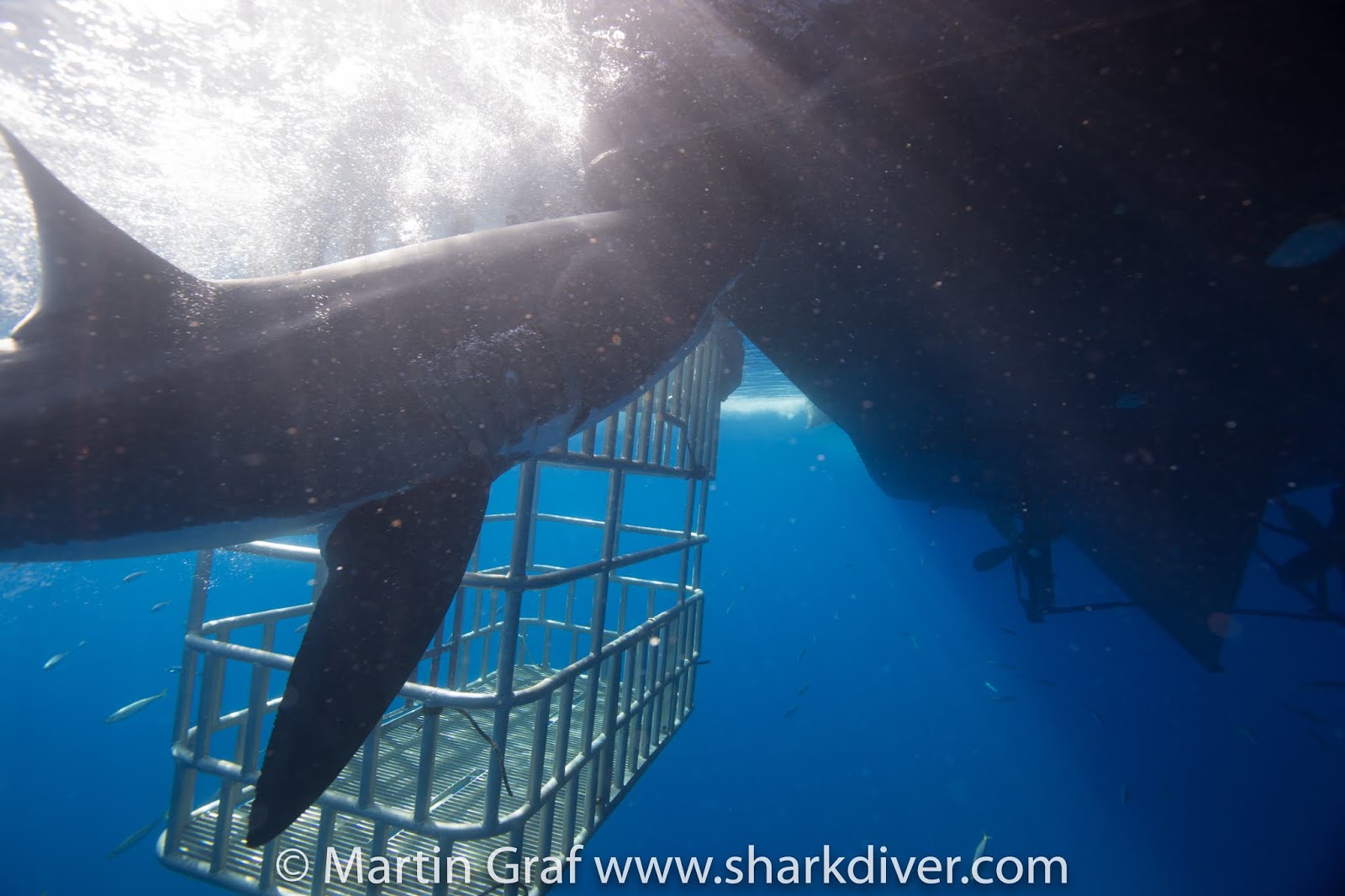 Shark Diver : Shark Diving : Swimming With Sharks