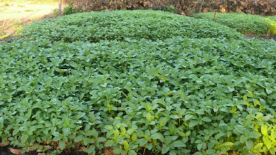 KILIMO CHA MCHICHA (AMARANTH) - Kilimo Hai