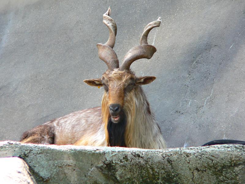 Markhor | The Life of Animals