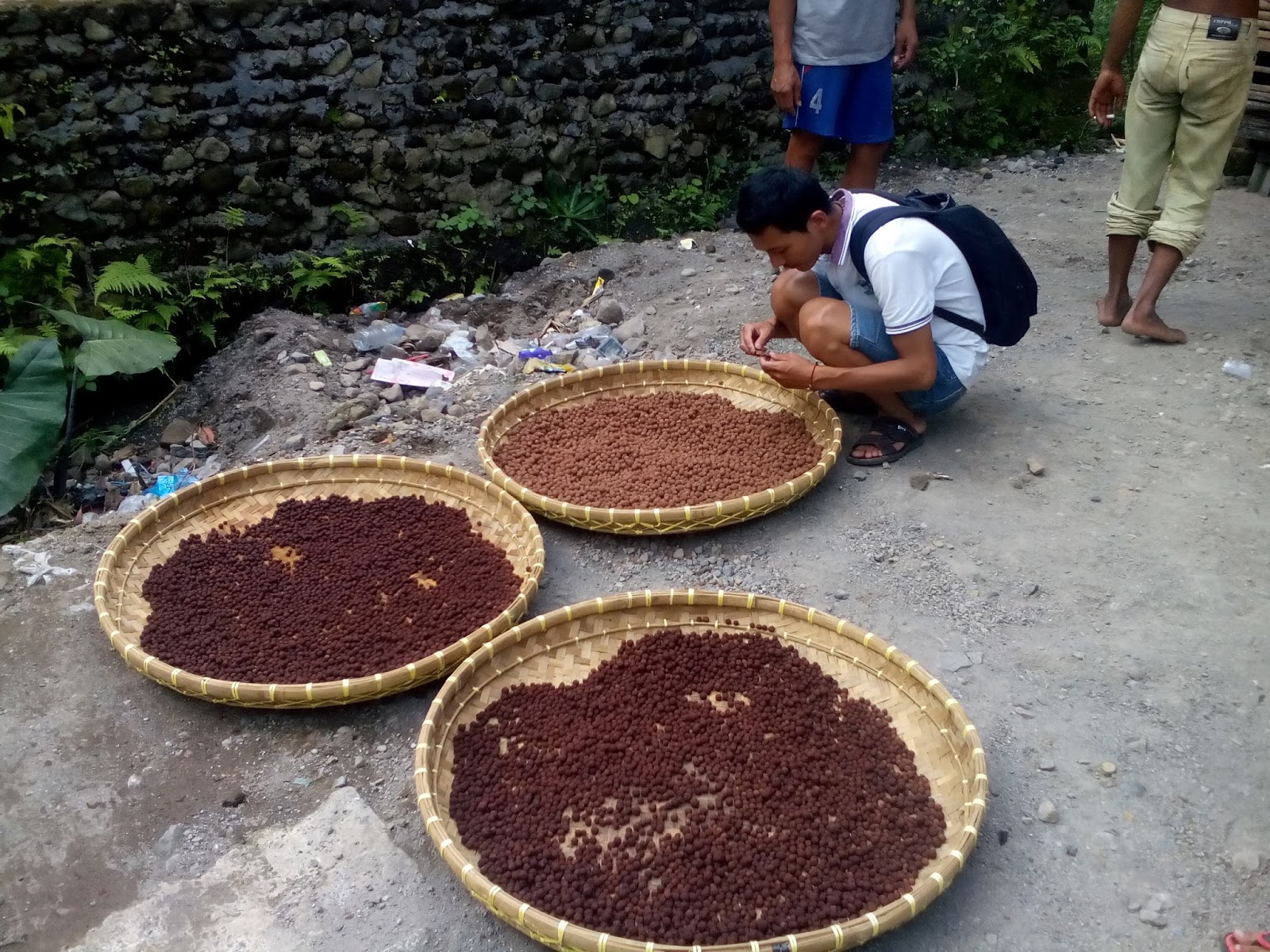 JENITRI ASLI KEDIRI: JENITRI KUALITAS SUPER KEDIRI DAN BLITAR