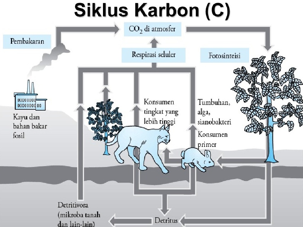 Tumbuhan Menyerap Sulfur Di Tanah Dalam Bentuk Sulfida - Berbagi Bentuk ...