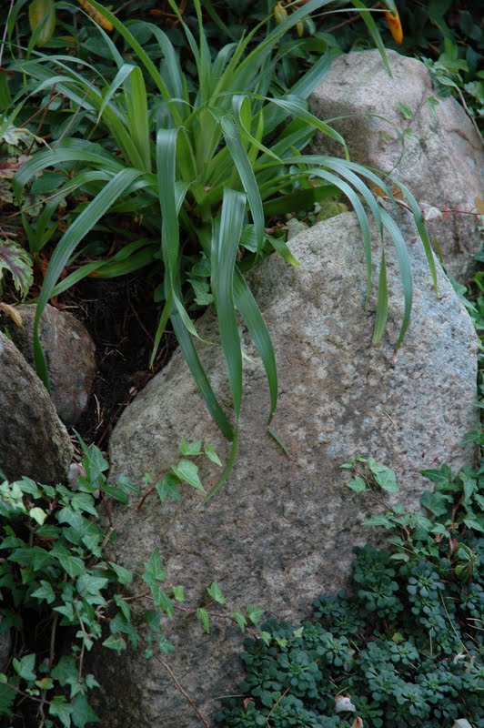 HAVETID: Sten og planter.