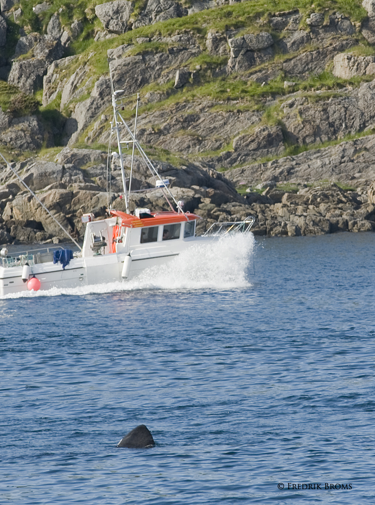 Northern Lights Photography: Basking Shark - Brugde