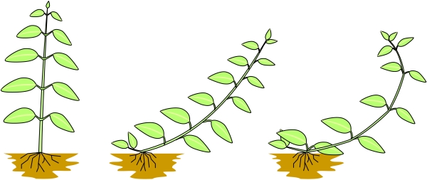 Fleurs sauvages Renaud: La tige