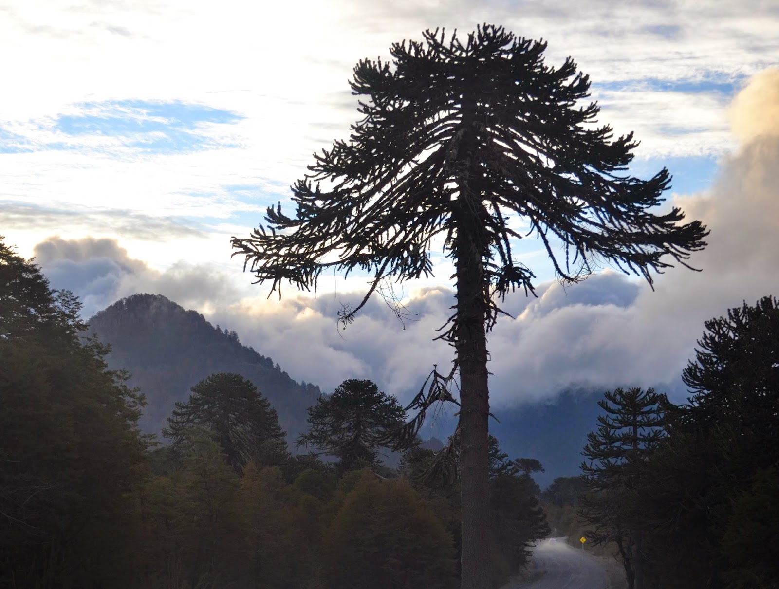 Lepillan: The Araucania Araucana or Pewen.