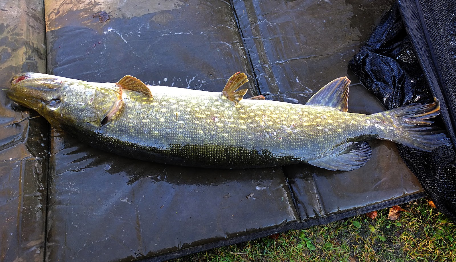 Norfolk 'N Good: A short-lived pike feeding frenzy on the pit