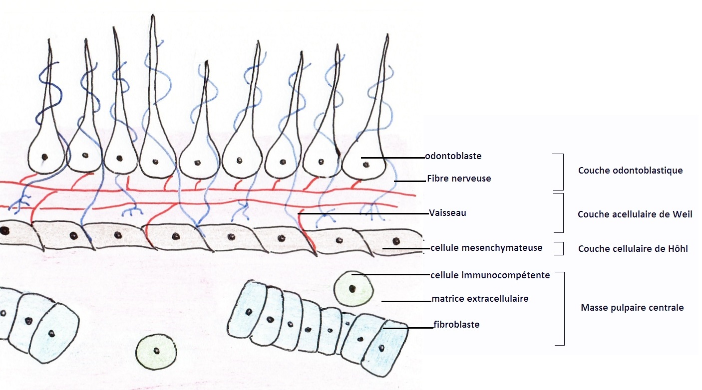 Du dentifrice sur nos dents: Qu'est ce qu'une dent?