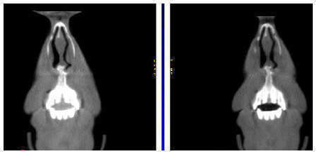 Facial Development Newsletter: A CONCEPT; INTEGRATING HOMEOBLOCK ...