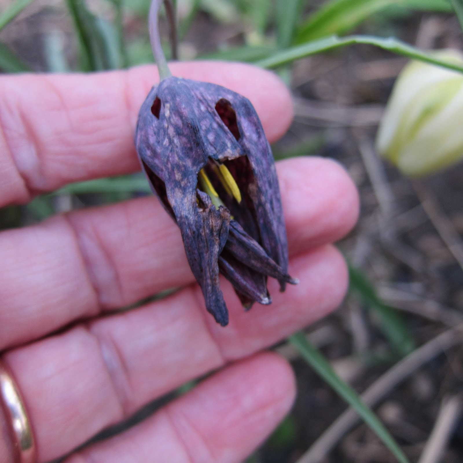 New shoots - biopic of a rebellious English garden...: Those pesky ...