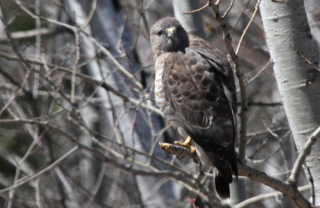 ShutterWi: Wildlife photography day. Hawks, Grouse and Elk.