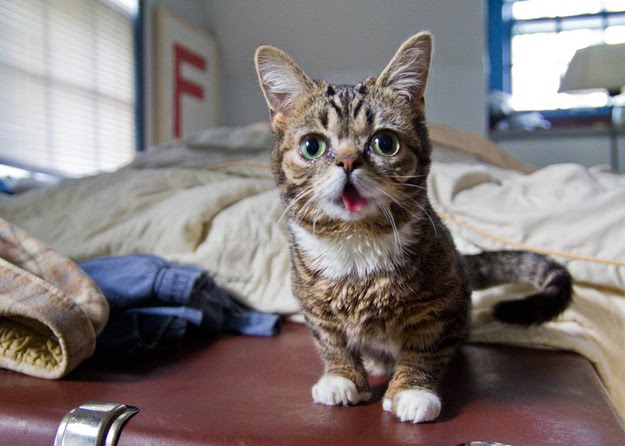 Meet this cute Lil Bub (25 pics) | Amazing Creatures