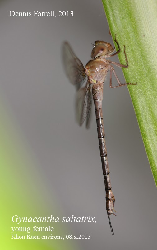 Dragonflies & damselflies of Thailand: 148. Gynacantha saltatrix ...