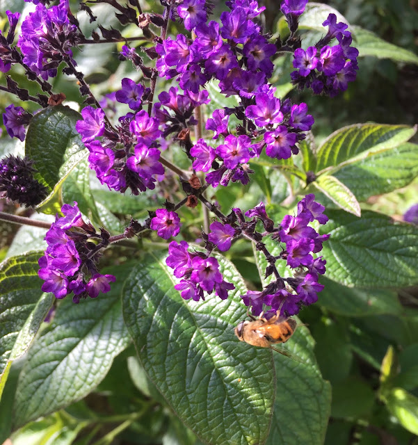 SITKAVORES: FLOWERS - Annual