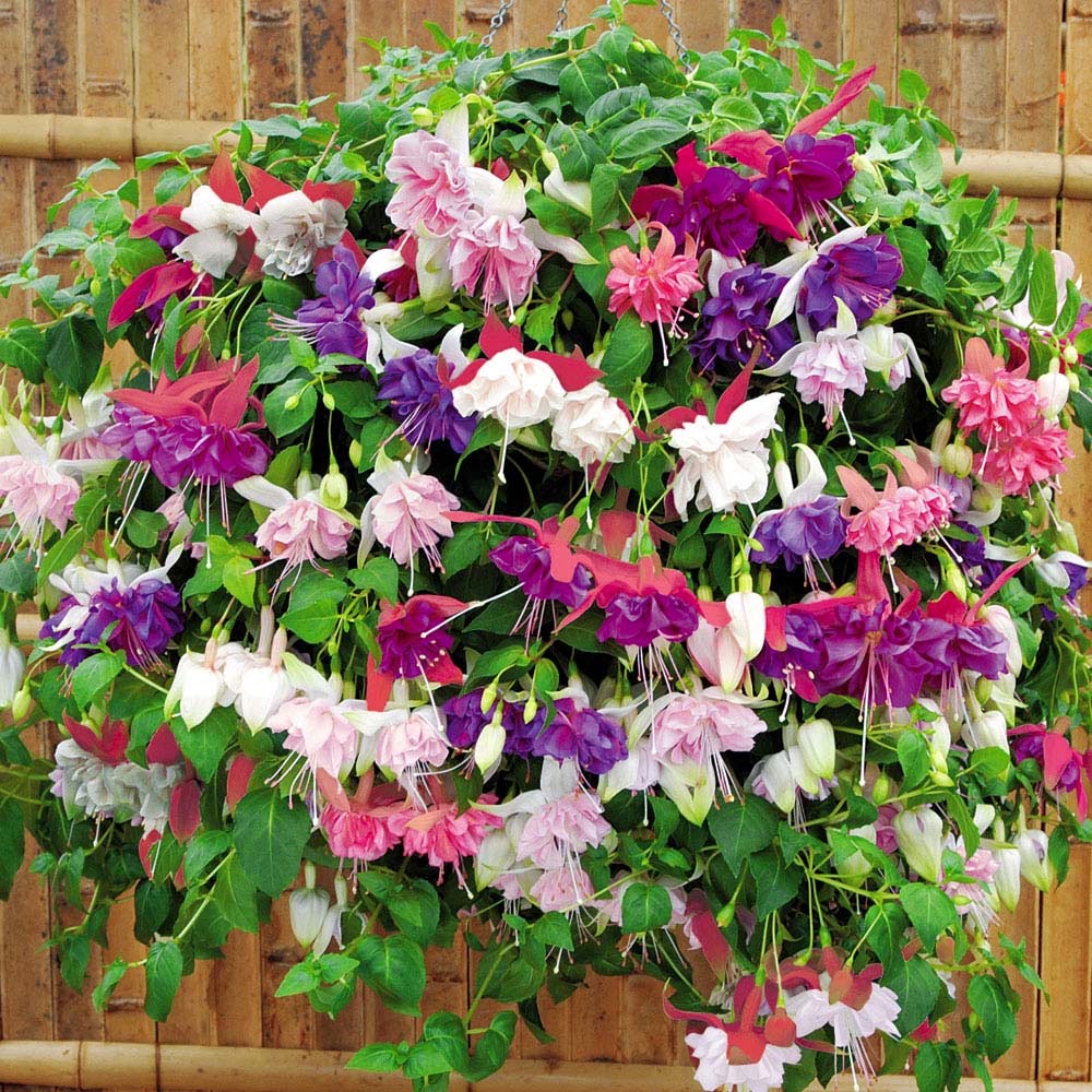 FUCHSIA photos - wallpapers | the fun bank