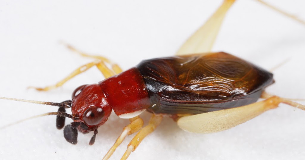 Real Monstrosities: Handsome Trig