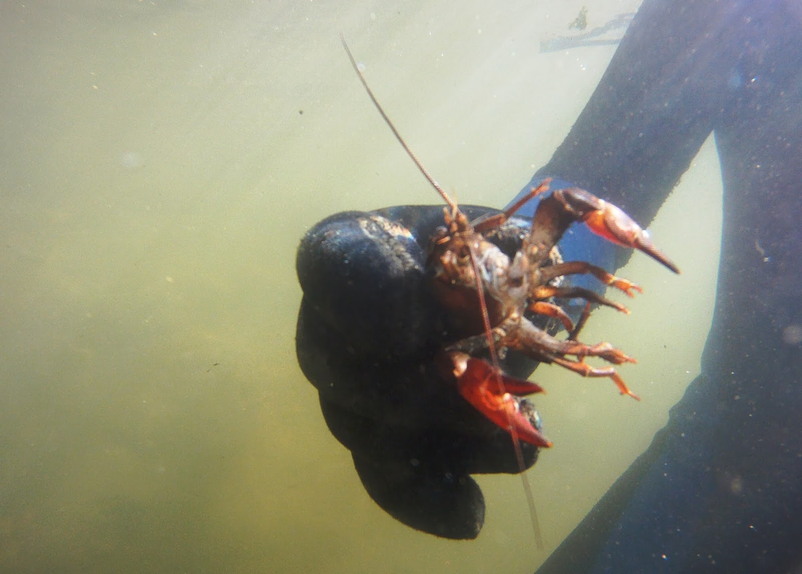 Countryman: Foraging California's Wild Side: Swamp Lobster